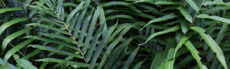Pronephrium | Pronephrium for Sale | Peng Fern