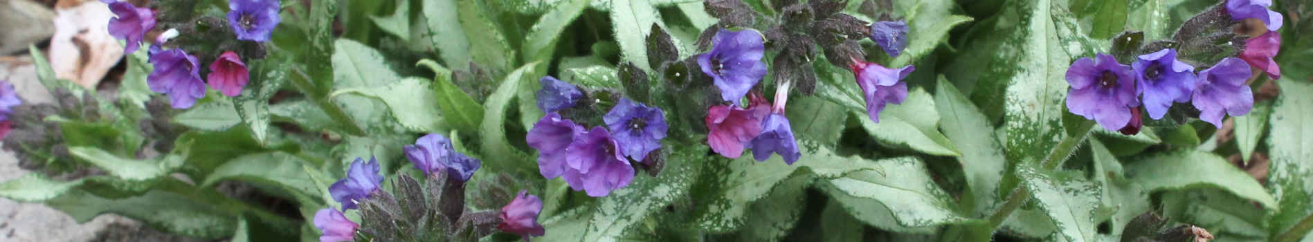 Pulmonaria Plants for Sale | Lungwort Plants for Sale
