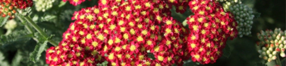 Red Flowers | Red Flowering Plants | Red Perennials