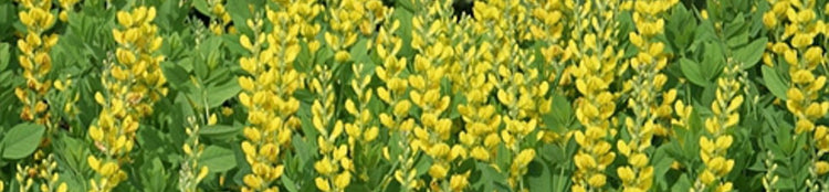 Texas Native Plants | Native Texas Plants