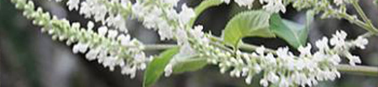 Woody Perennials | Woody Perennial | Woody Perennial Plants