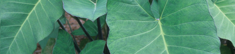 Perennials that start with X | Flowers that start with X