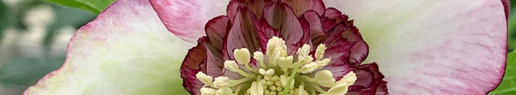 Plant Delights Nursery, Inc. - Hosta and Exotic Perennials