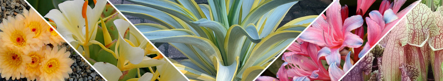 Perennial Garden Plants, Online Nursery | Plant Delights Nursery