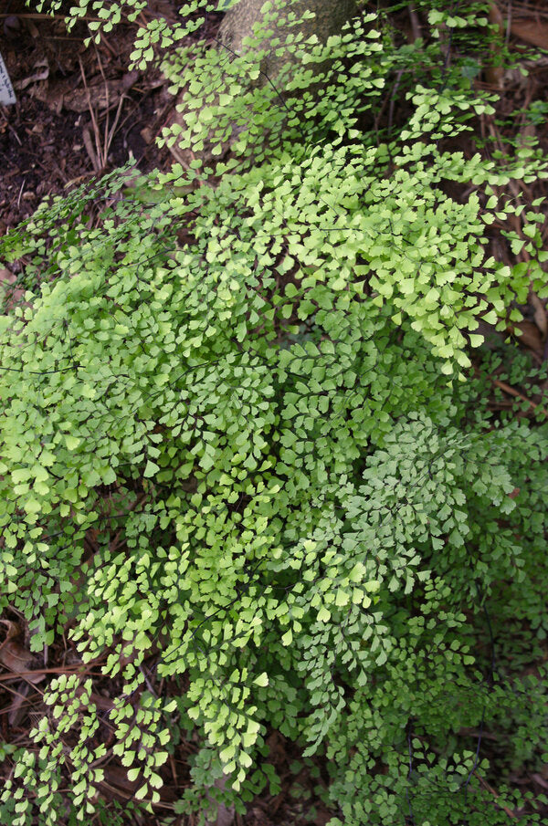 Adiantum raddianum 'Barberton' | Barberton Hardy Delta Maidenhair Fern