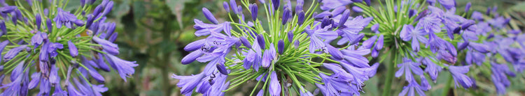 Perennial Garden Plants, Online Nursery | Plant Delights Nursery