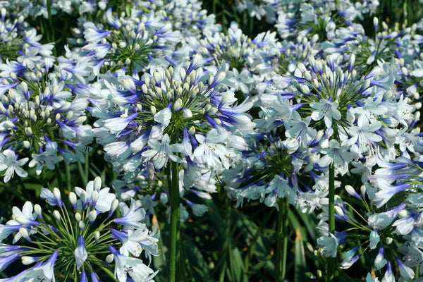 Agapanthus Twister | Twister Lily-of-the-Nile - Plant Delights Nursery