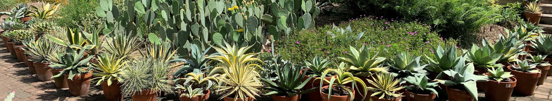 Plant Delights Nursery, Inc. - Hosta and Exotic Perennials