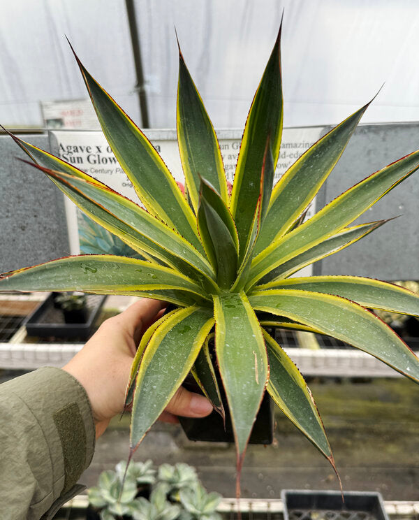 Learn about Agave x ocahuata 'Sun Glow' | Sun Glow Century Plant ...