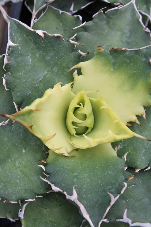 Agave titanota Sunburst | Sunburst Rancho Tambor Century Plant