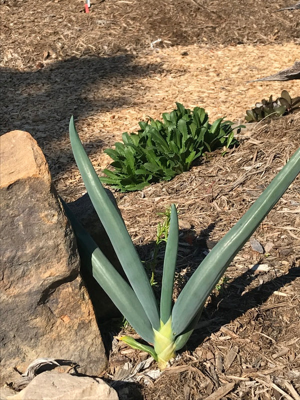 Learn about Allium altaicum 'Bone Head' | Bone Head Altai Onion ...