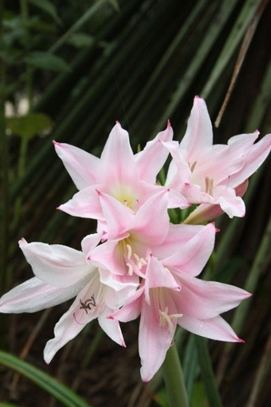 Learn about Amarcrinum 'Pinkie' | Pinkie Crinodonna | Perennial ...