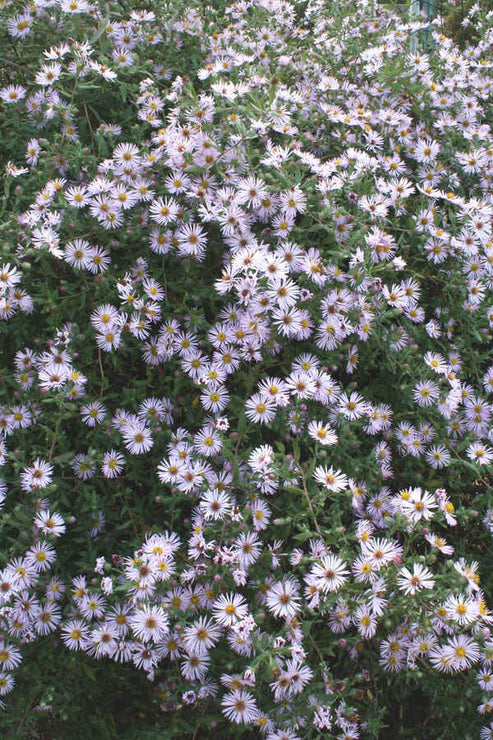 Aster carolinianus | Ampelaster carolinus