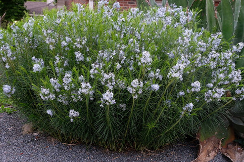 Amsonia hubrichtii | Hubricht's Bluestar | Blue Star Amsonia