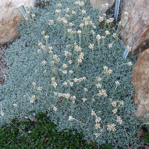 Antennaria parvifolia | Little-leaf Pussytoes