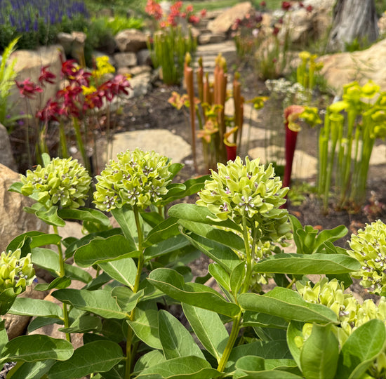 Perennial Garden Plants, Online Nursery | Plant Delights Nursery