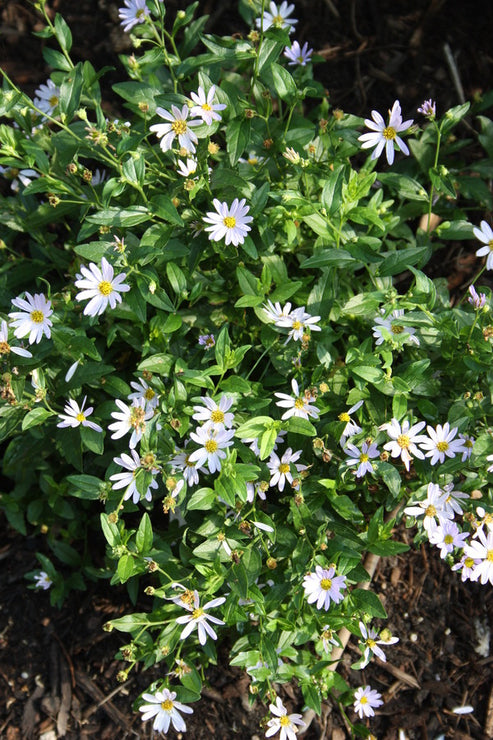 Learn about Aster incisus 'Blue Star' | False Aster | Perennial ...