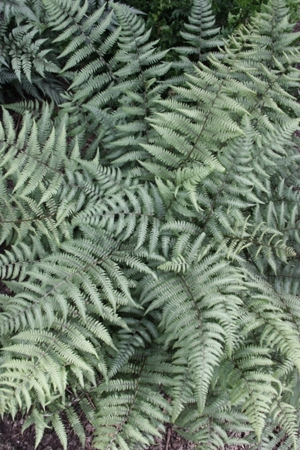 Learn about Athyrium 'Branford Beauty' | Branford Beauty Fern ...