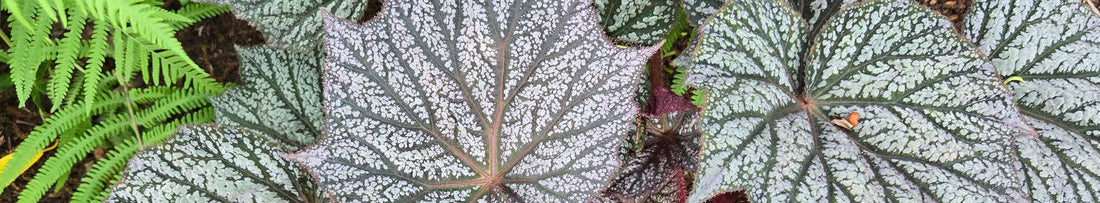 Perennial Garden Plants, Online Nursery | Plant Delights Nursery
