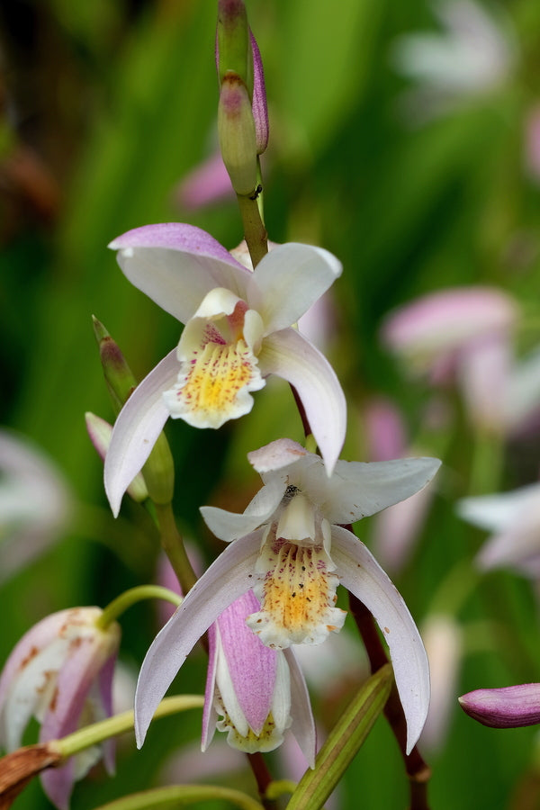 Learn about Bletilla 'Weaver's Pink' | Weaver's Pink Hardy Ground ...