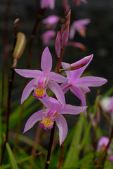 Bletilla | Bletilla Orchids for Sale | Bletilla for Sale