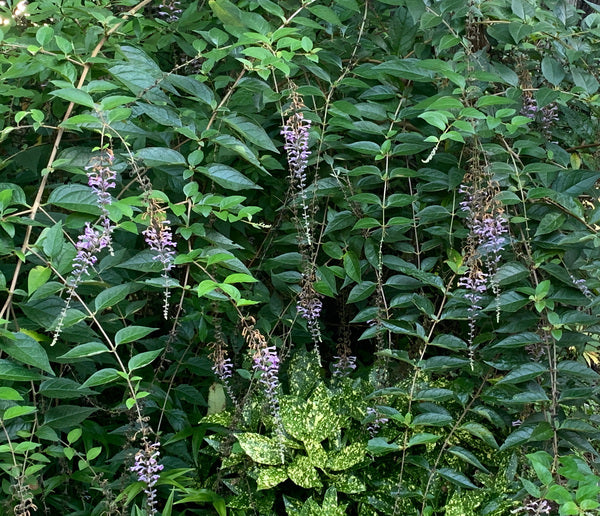 Learn about Buddleia lindleyana | Weeping Butterfly Bush | Perennial ...