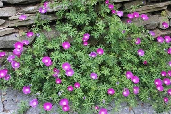 Callirhoe involucrata | Wine Cups