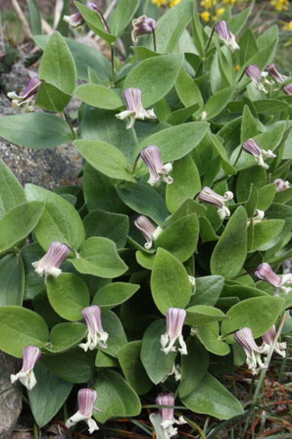 Learn about Clematis fremontii | Fremont's Clematis | Perennial ...