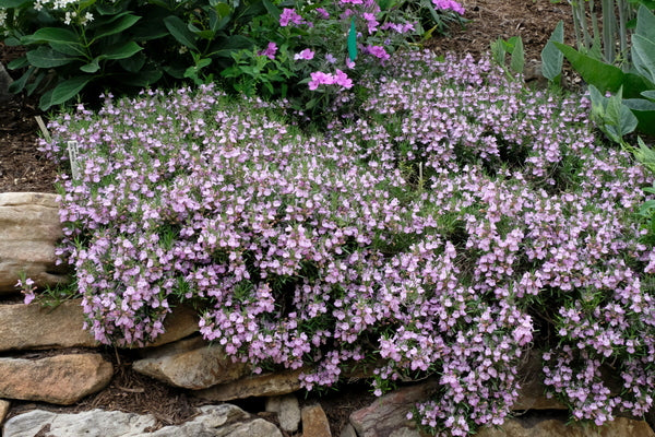 Spiller Plants for Containers | Spiller Plants for Pots