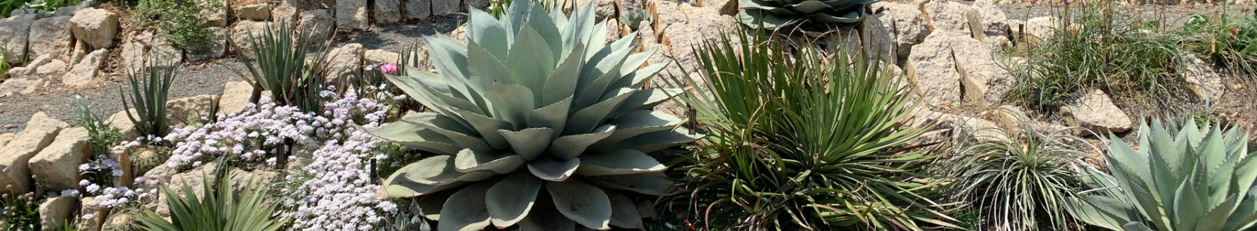 Perennial Garden Plants, Online Nursery | Plant Delights Nursery
