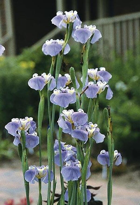 Cypella coelestis | Blue Goblet Flower