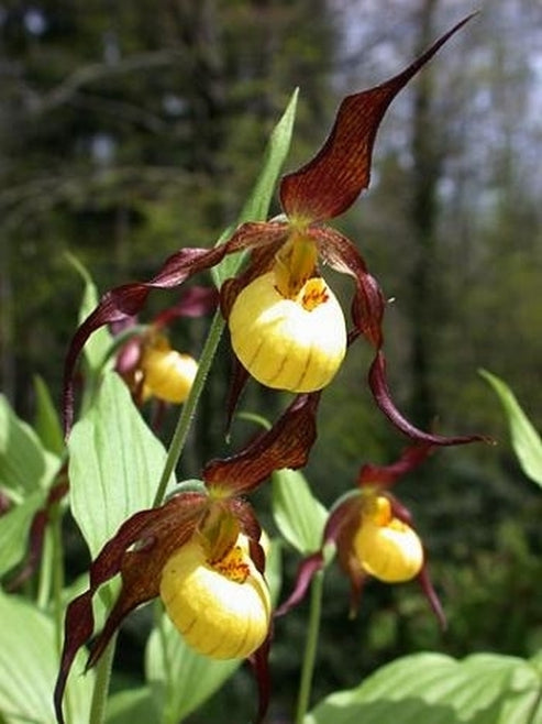 Learn about Cypripedium 'Hank Small' | Hank Small Hardy Ladyslipper ...