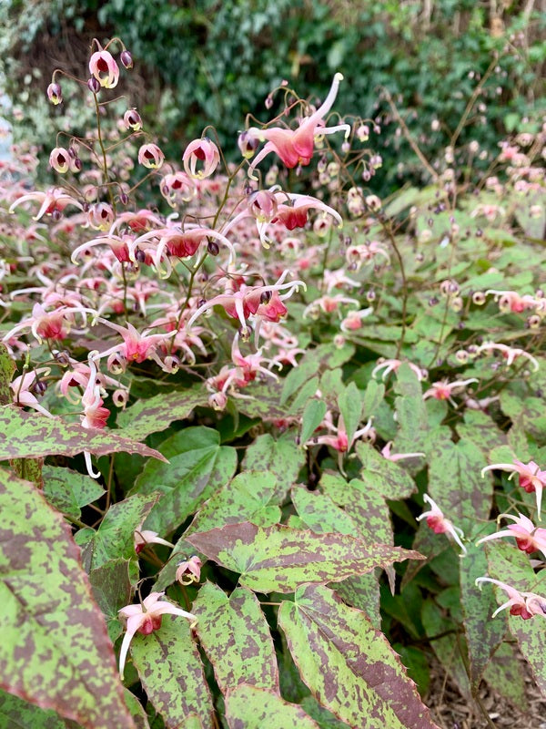 Epimedium 'Pink Champagne' | Pink Champagne Fairy Wings