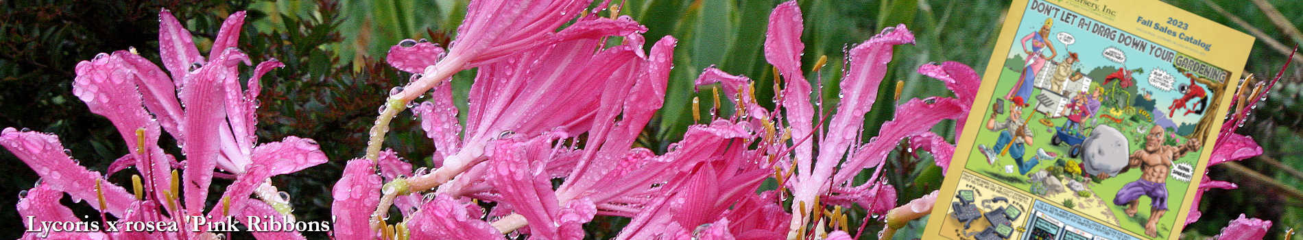 Plant Delights Nursery, Inc. - Hosta and Exotic Perennials