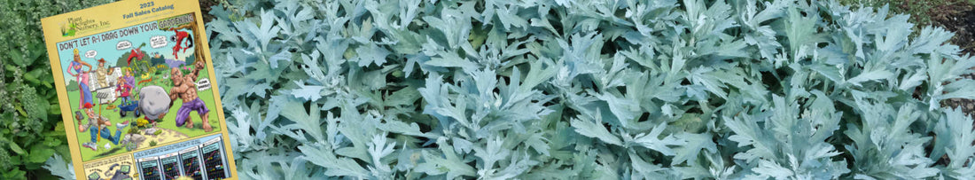 Perennial Garden Plants, Online Nursery | Plant Delights Nursery