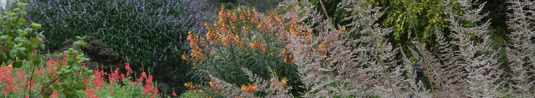 Perennial Garden Plants, Online Nursery | Plant Delights Nursery