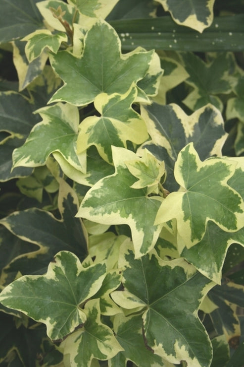 Fatshedera lizei Angyo Star | Angyo Star Tree Ivy