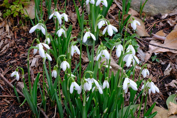 Galanthus 'S. Arnott' | S. Arnott Snowdrop