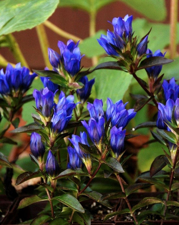 Gentiana True Blue | True Blue Gentian