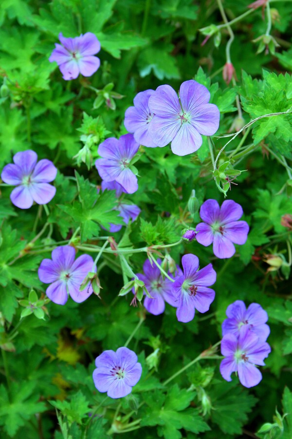 Geranium Rozanne | Rozanne Cranesbill | Hardy Geranium Rozanne