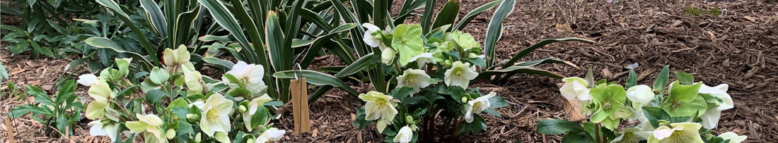 Perennial Garden Plants, Online Nursery | Plant Delights Nursery