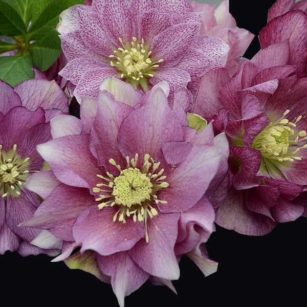 Hellebores for Sale | Hellebore Plants for Sale | Helleborus