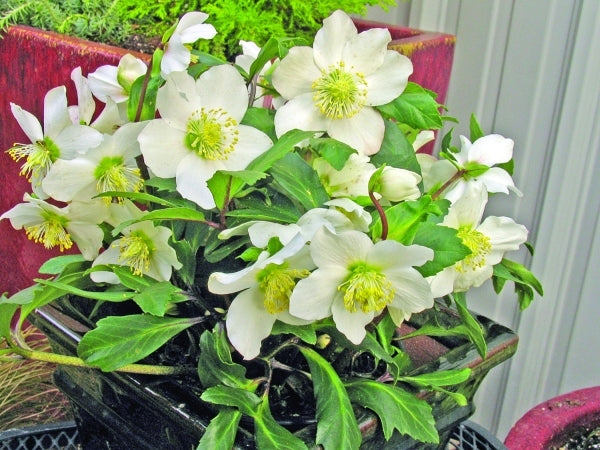 Learn about Helleborus niger 'HGC Jacob' PP 17,799 | Jacob Christmas ...