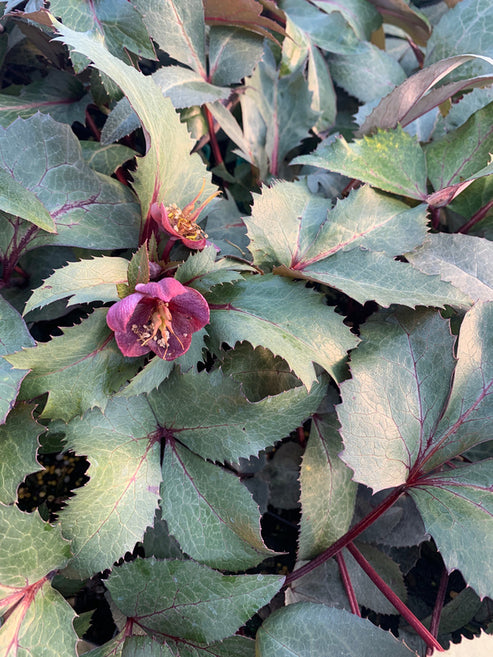 Learn about Helleborus x sternii | Stern's Hybrid Lenten Rose ...