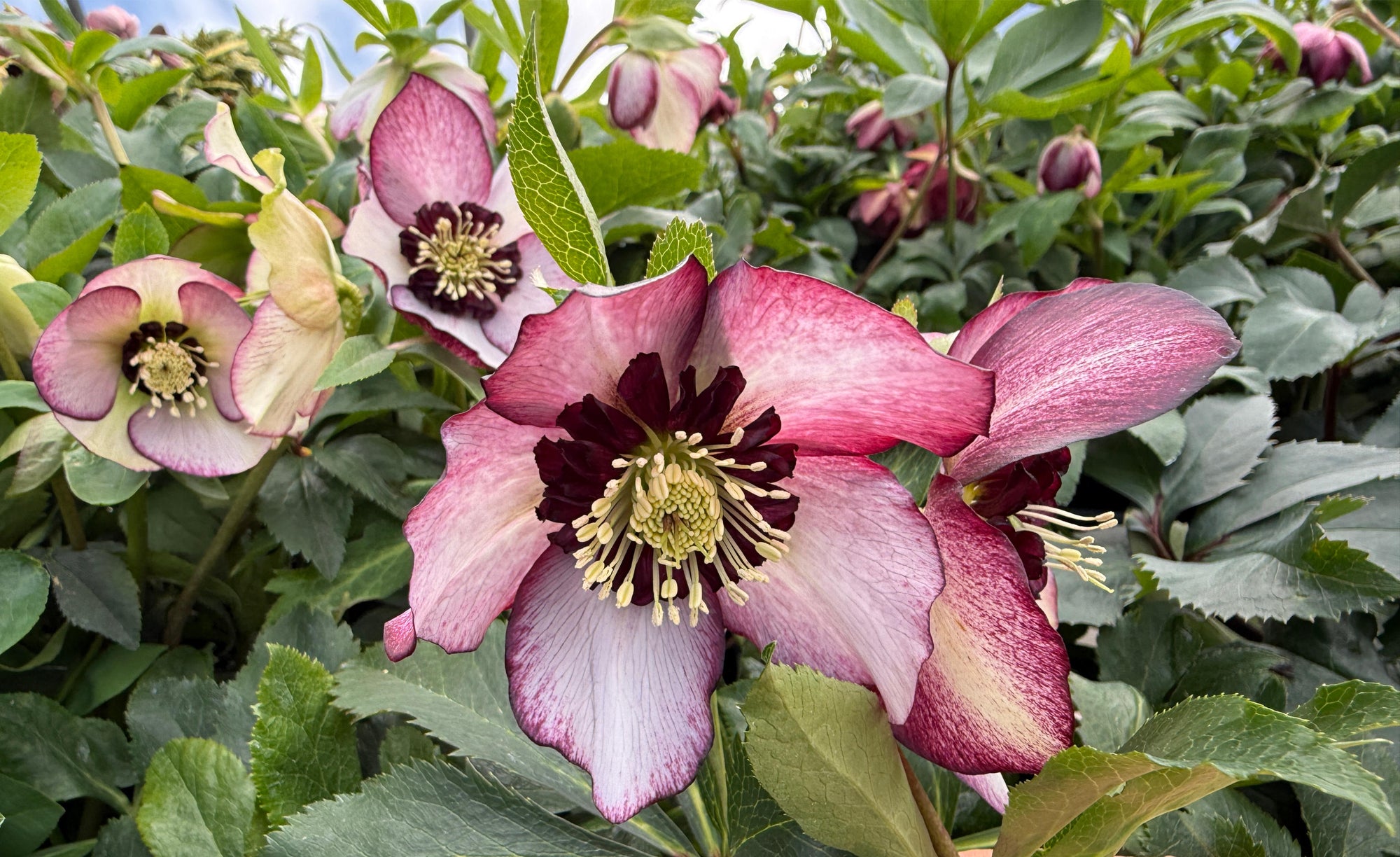 Perennial Garden Plants, Online Nursery | Plant Delights Nursery