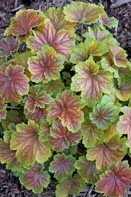 Learn about Heuchera 'Delta Dawn' PP 23,545 | Delta Dawn Coral Bells ...