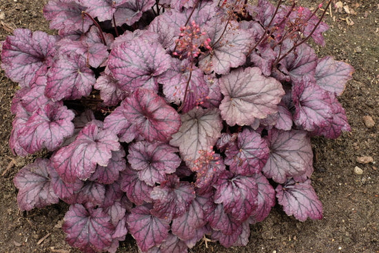 Learn about Heuchera 'Electric Plum' PP 29,924 | Electric Plum Coral ...
