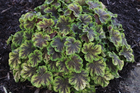 Learn about Heucherella 'Solar Eclipse' PP 23,647 | Solar Eclipse Foamy ...