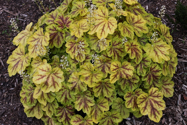 Learn about Heucherella 'Solar Eclipse' PP 23,647 | Solar Eclipse Foamy ...