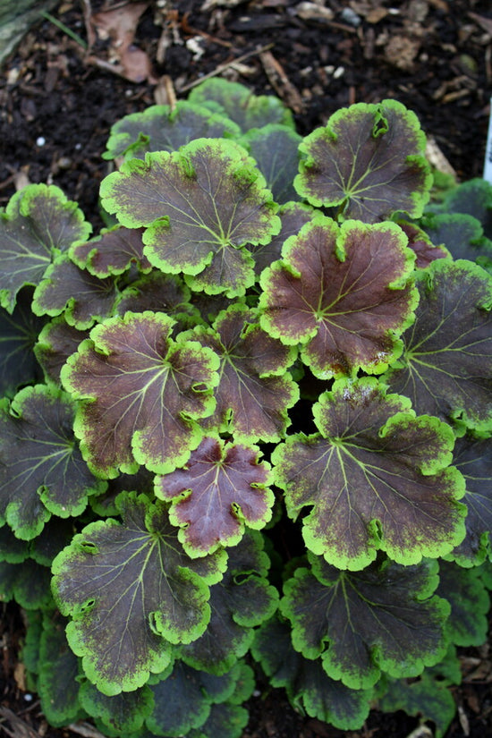 Learn about Heucherella 'Solar Eclipse' PP 23,647 | Solar Eclipse Foamy ...